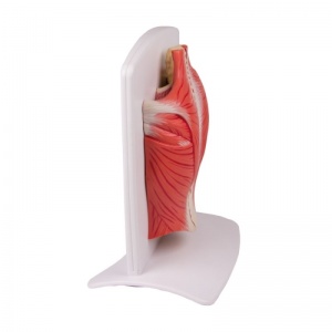 Back Muscle Model | Health and Care